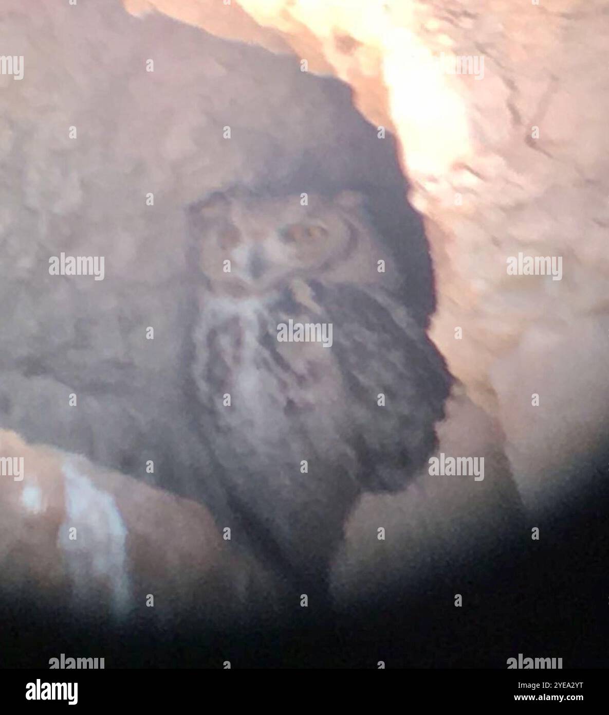 Pharaoh Eagle-Owl (Bubo ascalaphus Stock Photo - Alamy