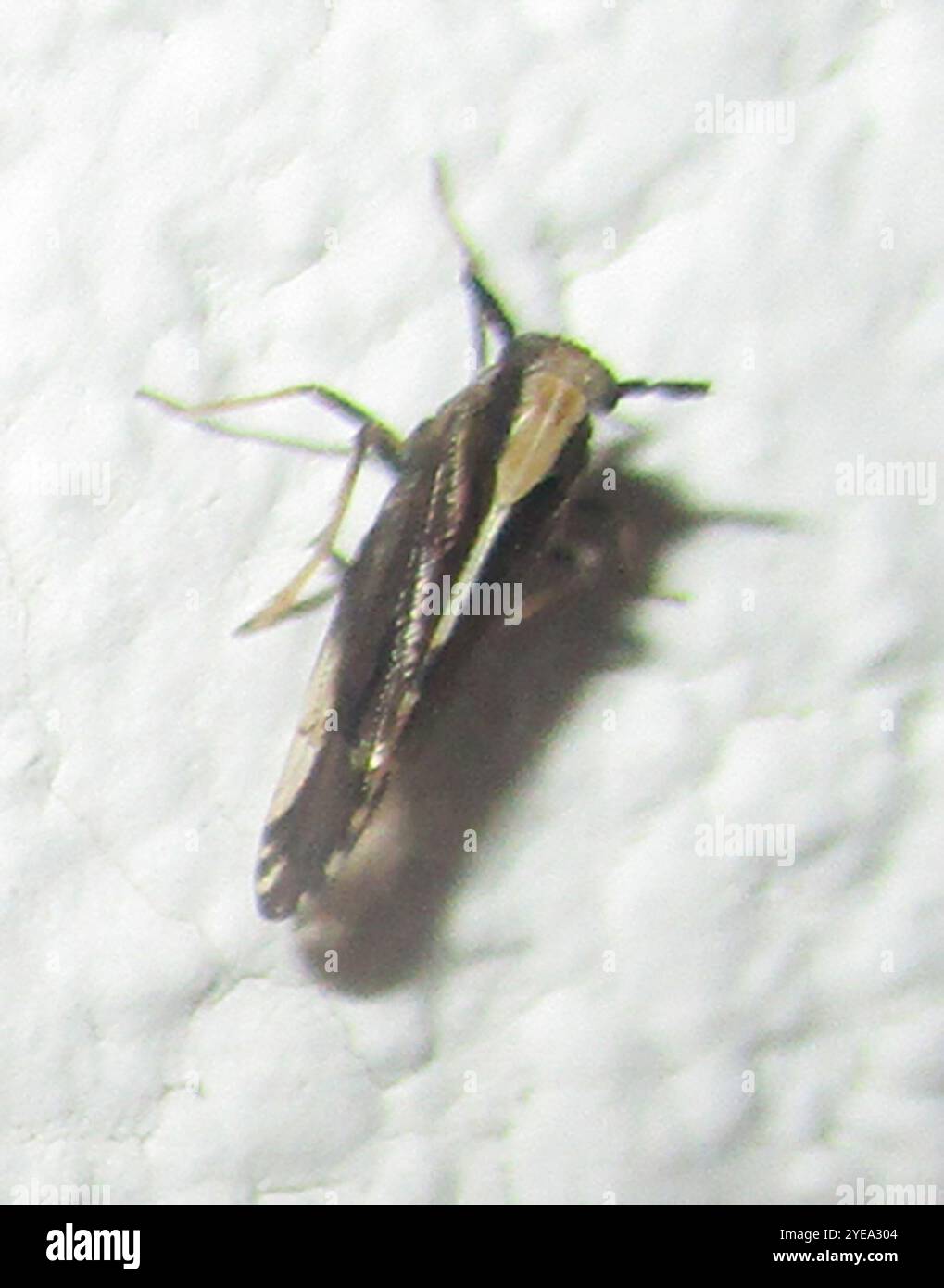 Delphacidae hi-res stock photography and images - Alamy