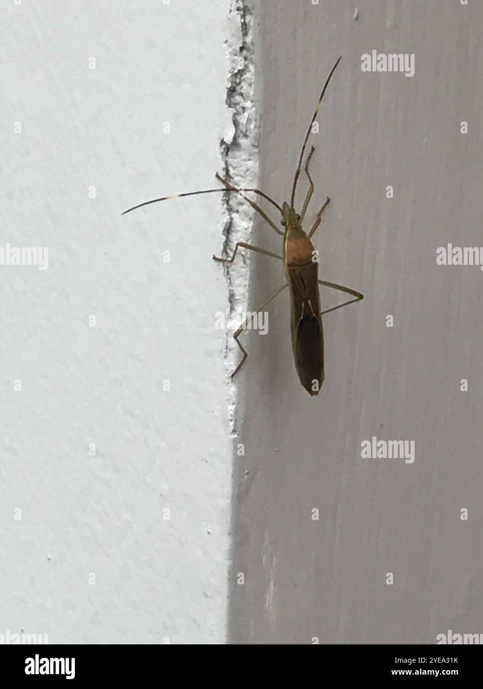 Leptocorisa hi-res stock photography and images - Alamy