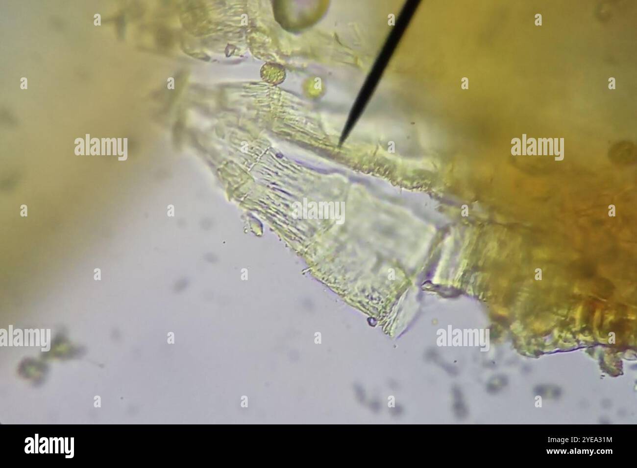 Anomalous bristle moss hi-res stock photography and images - Alamy