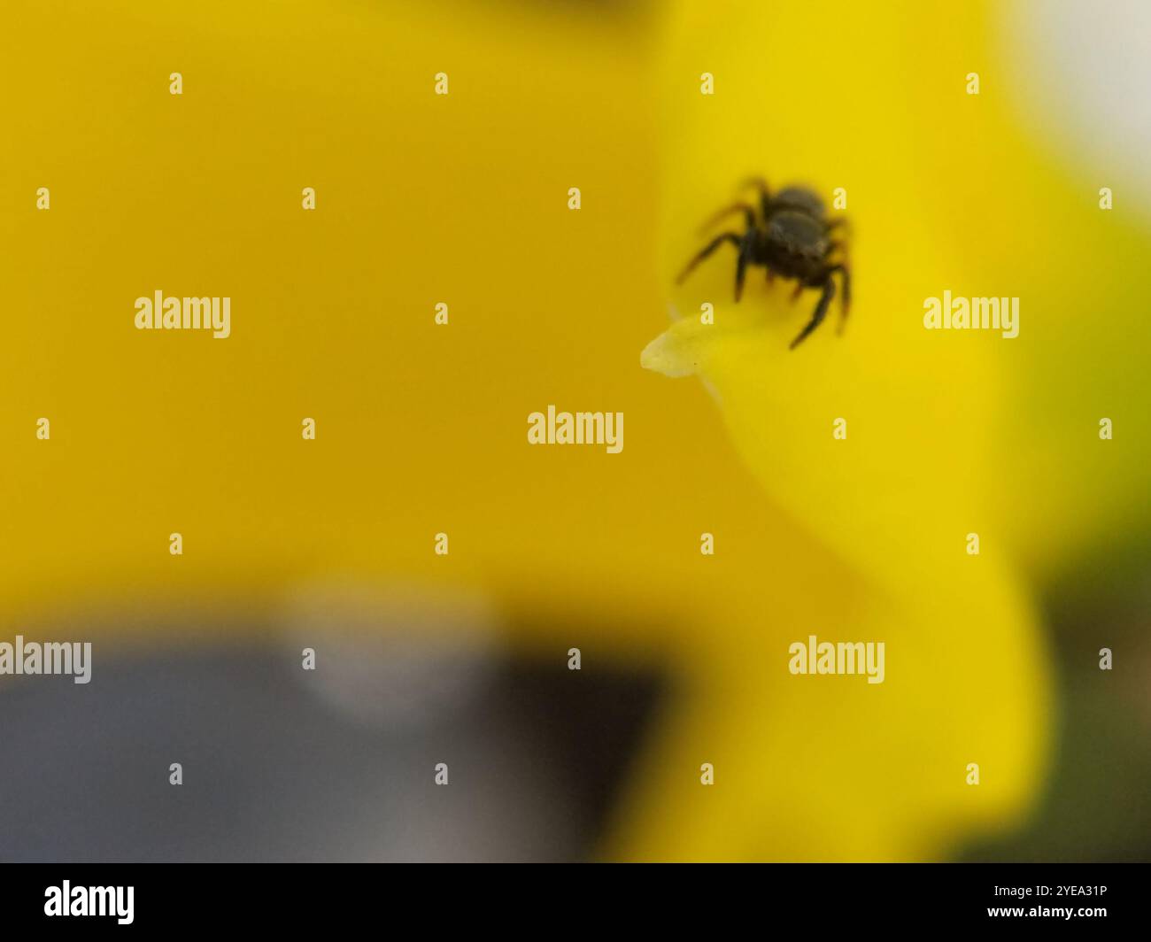Golden Jumping Spider (Paraphidippus aurantius Stock Photo - Alamy