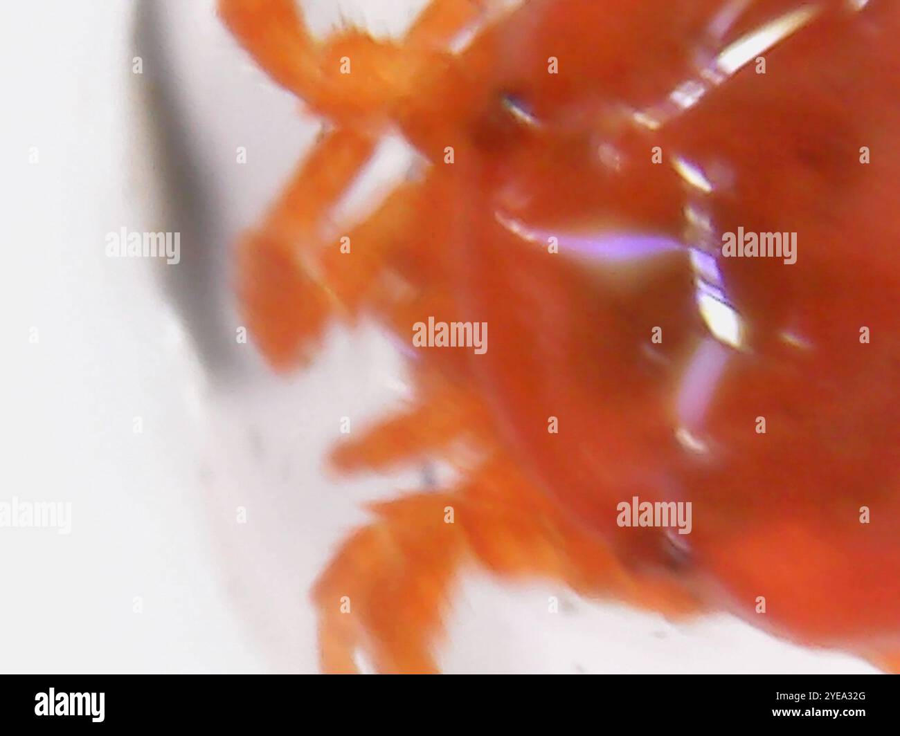 Hydrachnidia hi-res stock photography and images - Alamy