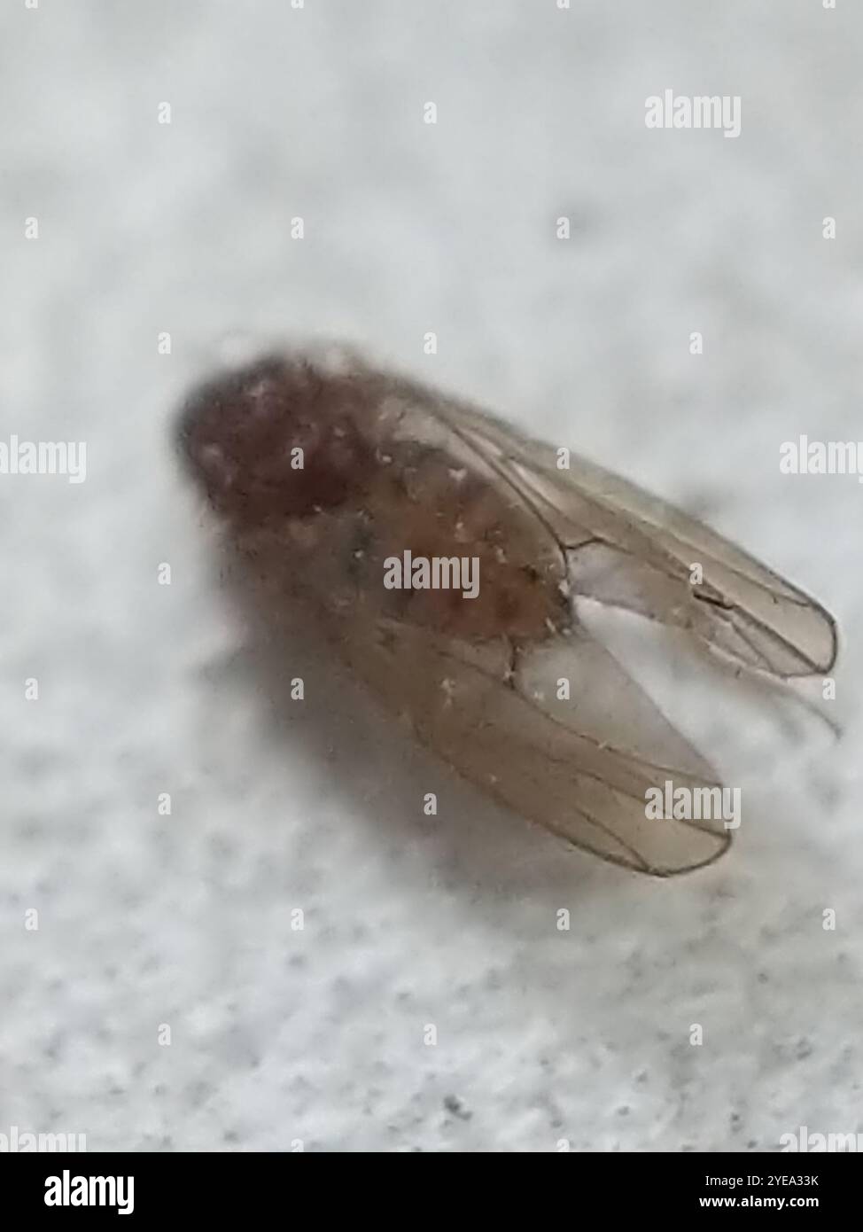 Small Fruit Flies (Drosophila Stock Photo - Alamy