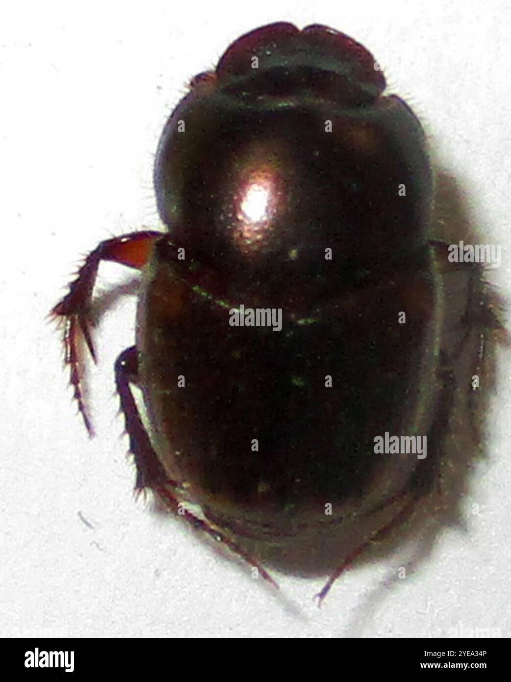 Vinctus hi-res stock photography and images - Alamy