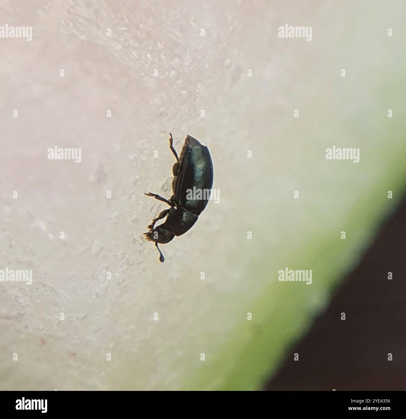 Common Pollen Beetle (Brassicogethes aeneus Stock Photo - Alamy
