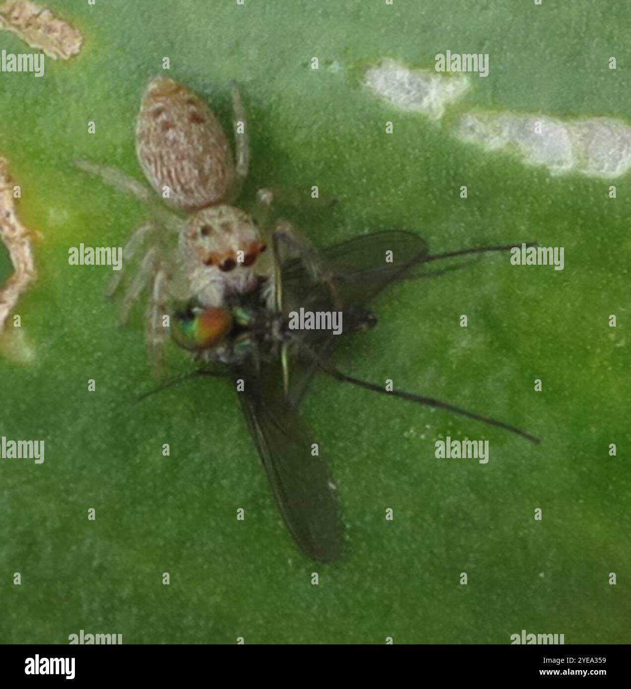 Opisthoncus polyphemus hi-res stock photography and images - Alamy