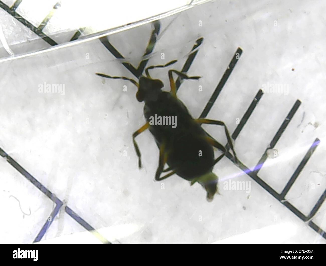 Microvelia reticulata hi-res stock photography and images - Alamy