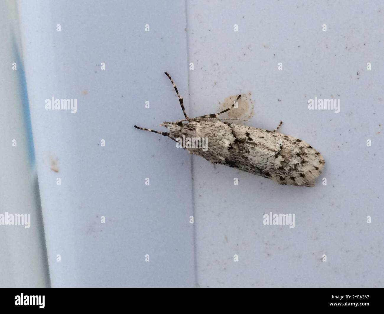 March Tubic (Diurnea fagella Stock Photo - Alamy