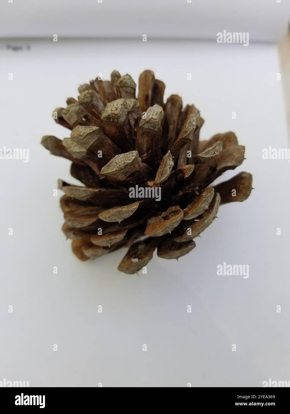 pond pine (Pinus serotina Stock Photo - Alamy