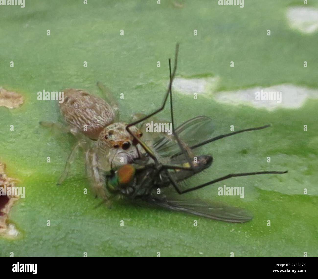 Cyclops jumping spider hi-res stock photography and images - Alamy