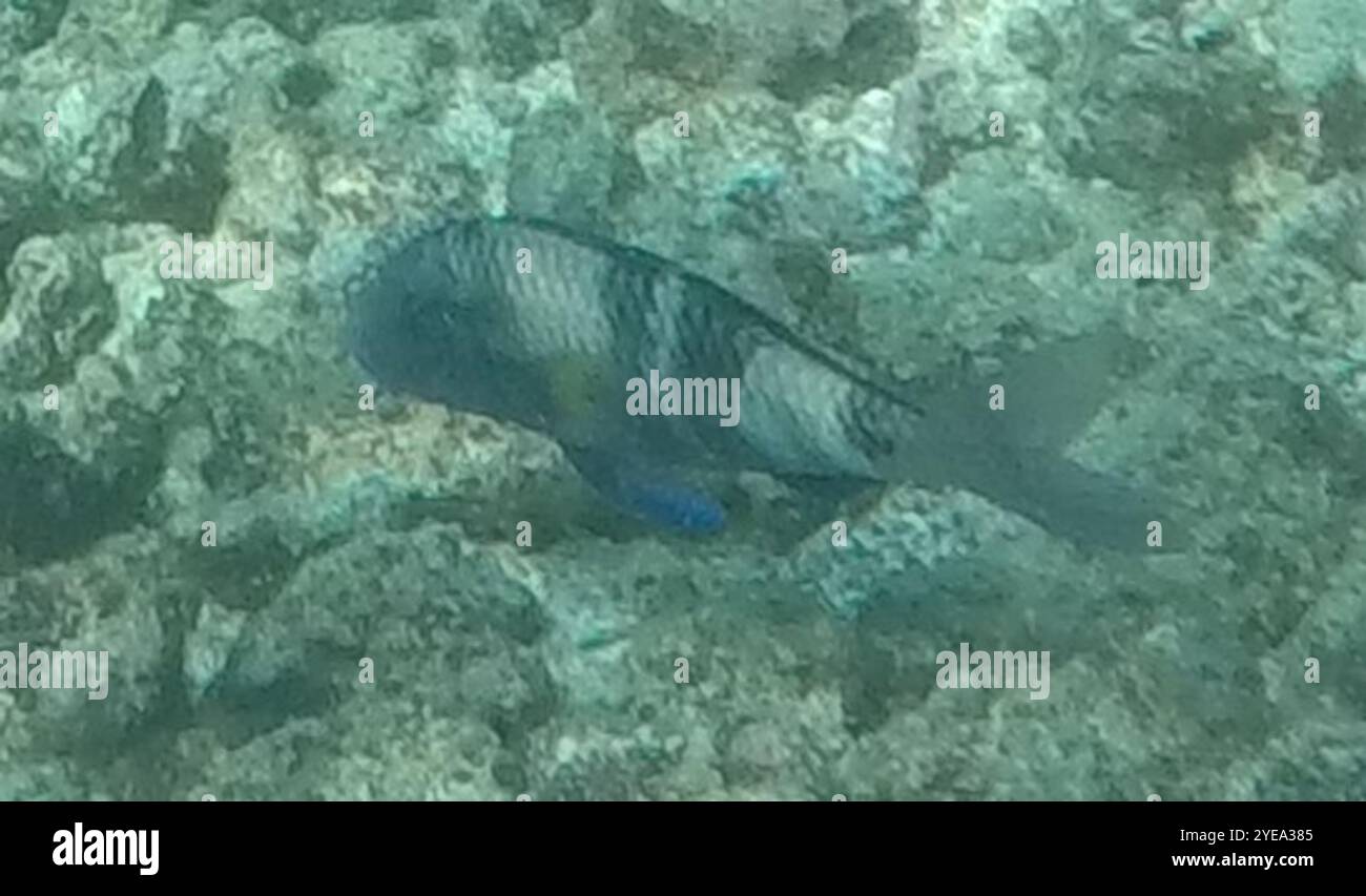 Manybar goatfish hi-res stock photography and images - Alamy