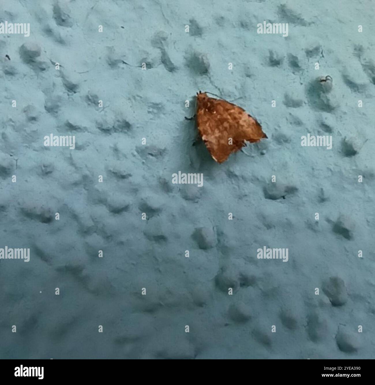 fig-tree skeletonizer moth (Choreutis nemorana Stock Photo - Alamy