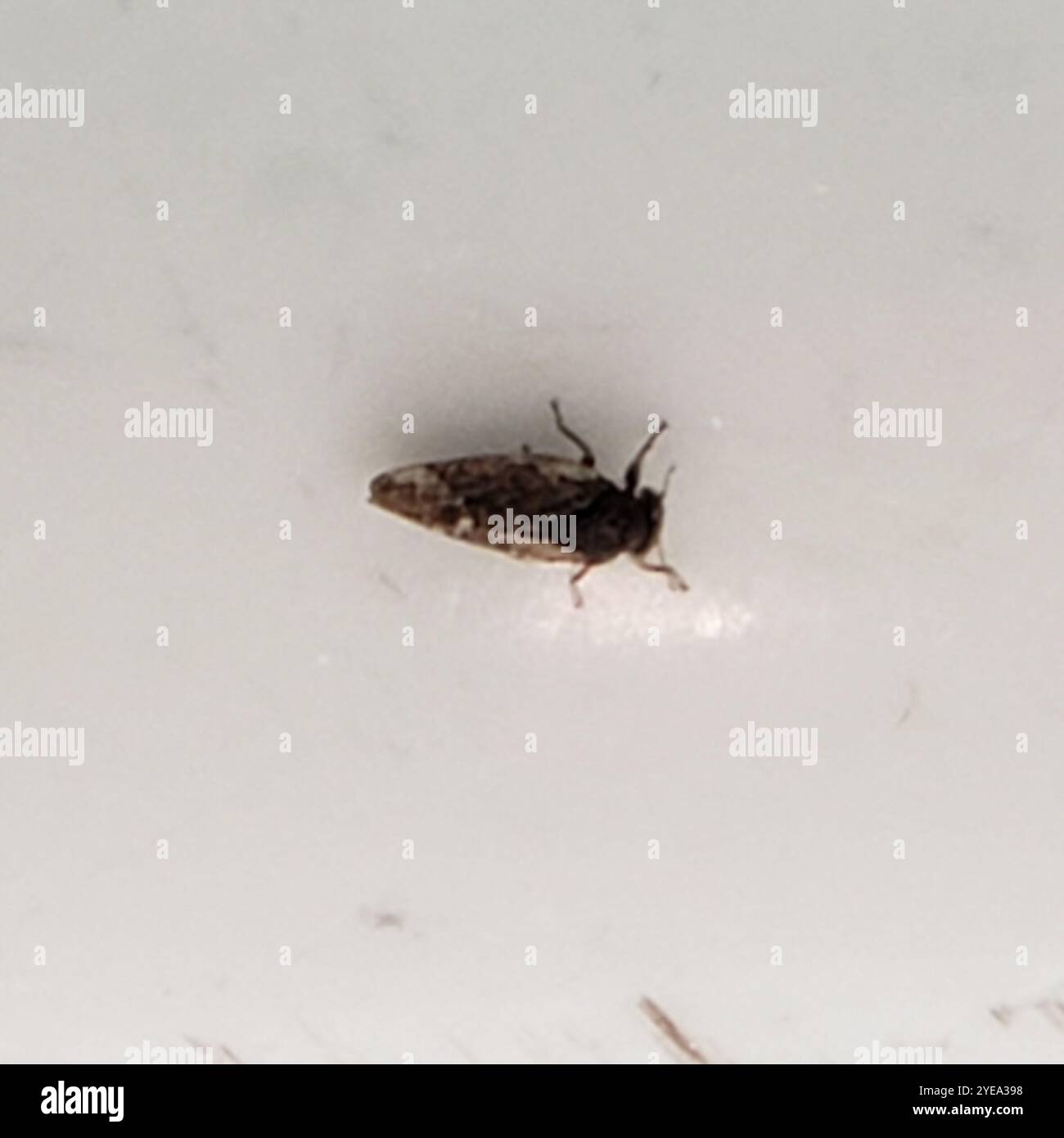 Hackberry Gall Psyllids (Pachypsylla Stock Photo - Alamy