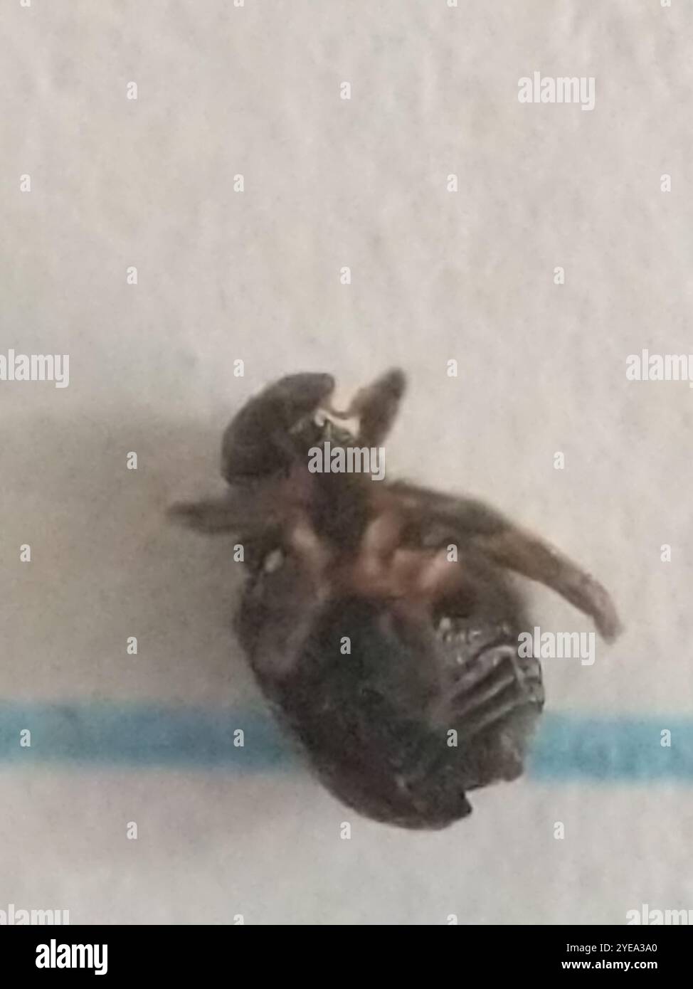 Rhinoncus hi-res stock photography and images - Alamy