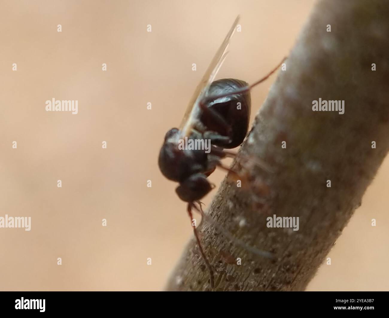 Gall Wasps and Allies (Cynipoidea Stock Photo - Alamy