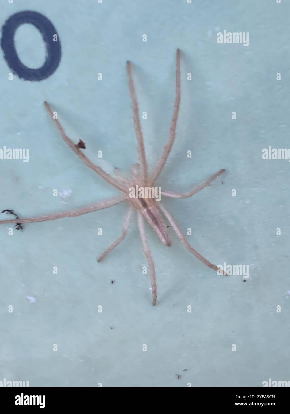 Slender Crab Spiders (Tibellus Stock Photo - Alamy