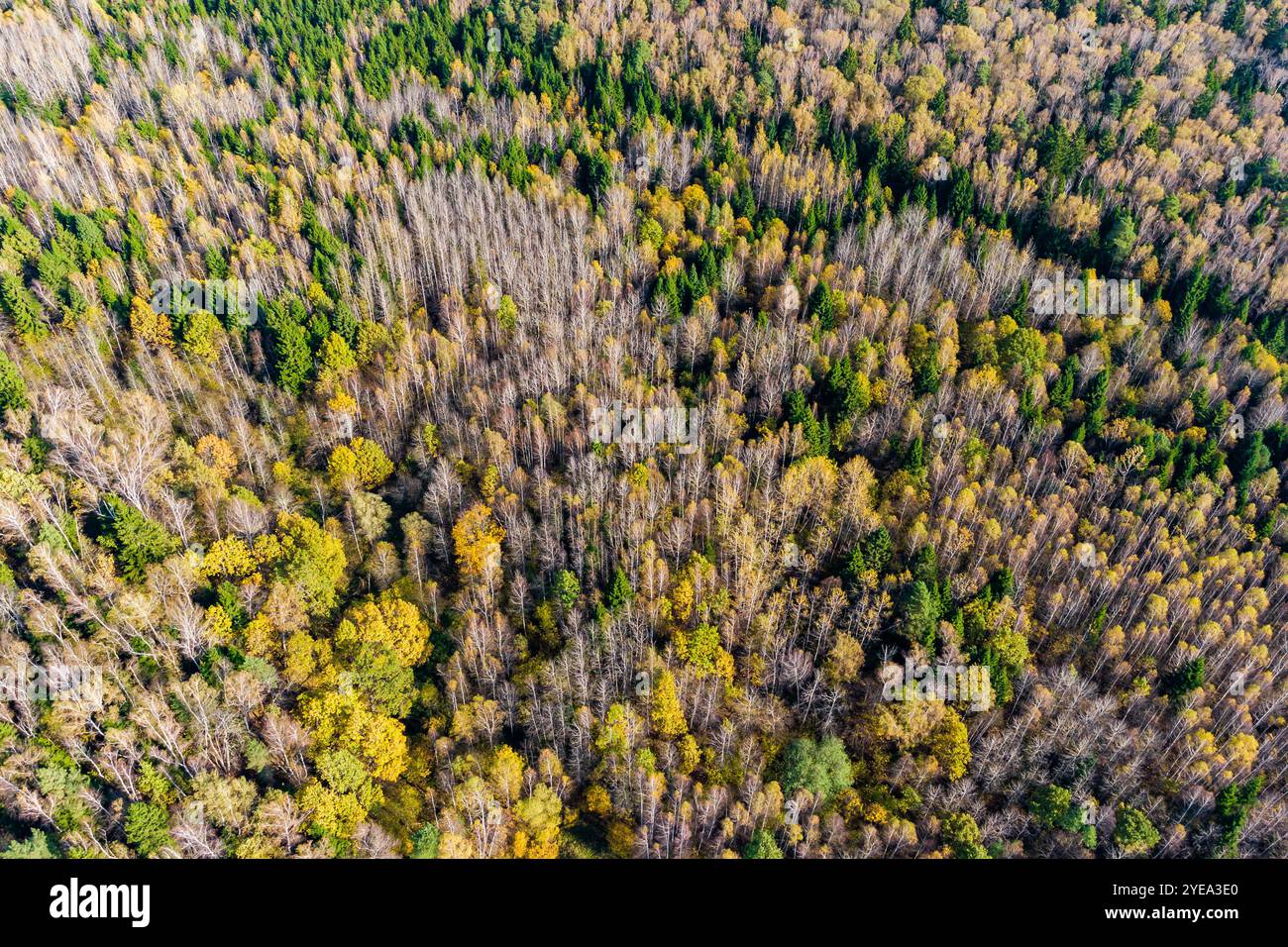 Aerial flying over autumn forest hi-res stock photography and images ...