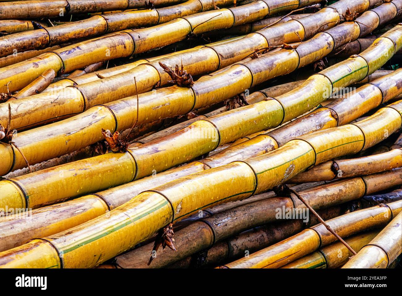 Close-up detail of a stack of bamboo stalks; Nong Bua Lumphu, Thailand ...