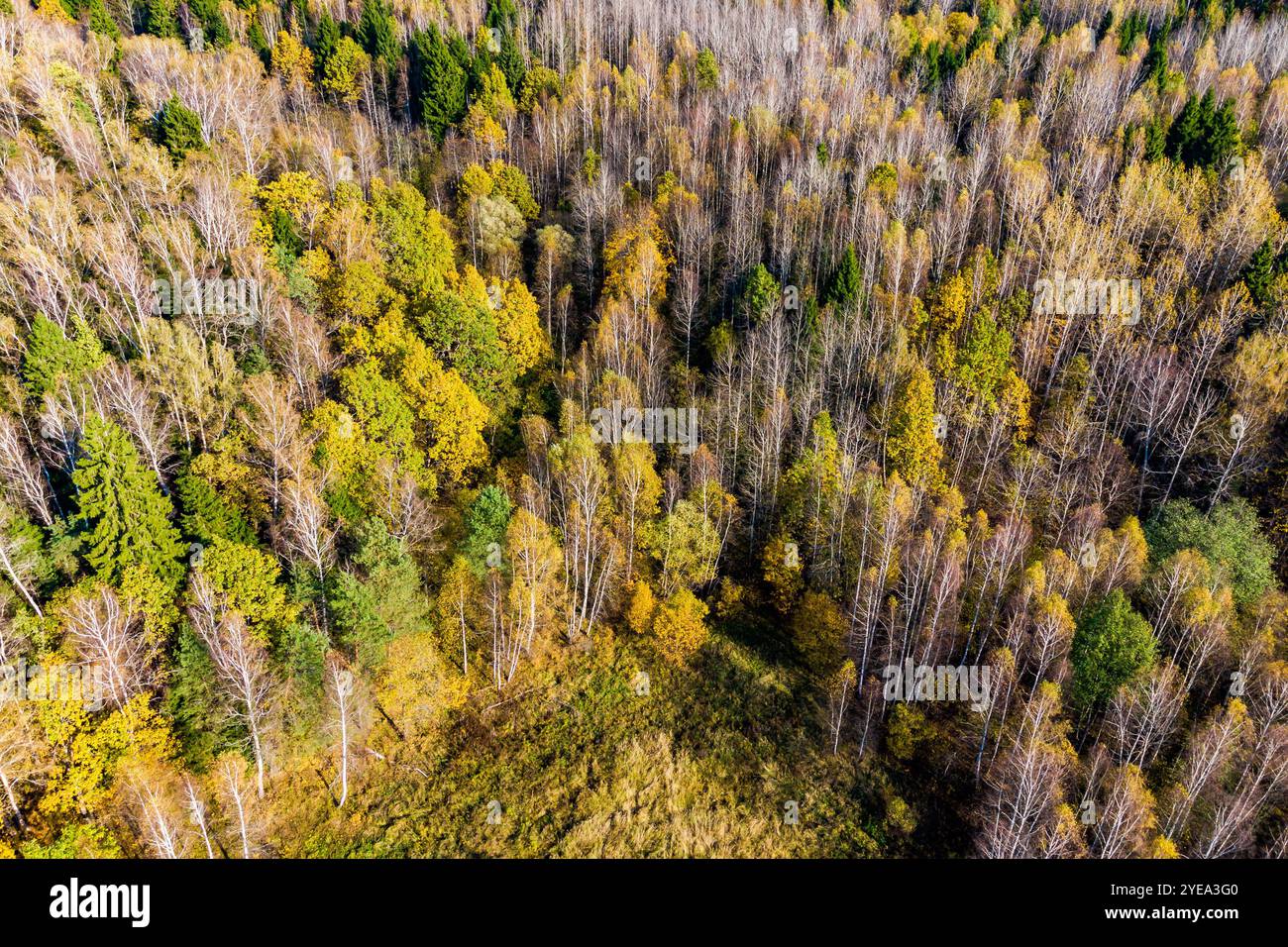 Above tree tops in beautiful hi-res stock photography and images - Alamy