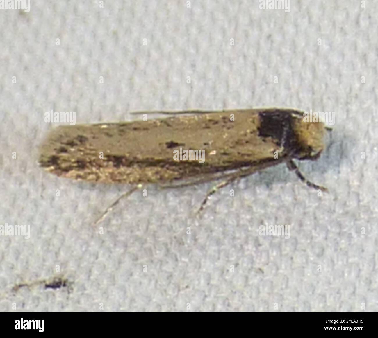 Dark-collared Tinea Moth (Tinea apicimaculella Stock Photo - Alamy