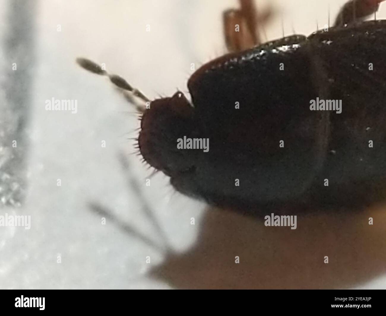 Two-lined Burrowing Bug (Pangaeus bilineatus Stock Photo - Alamy