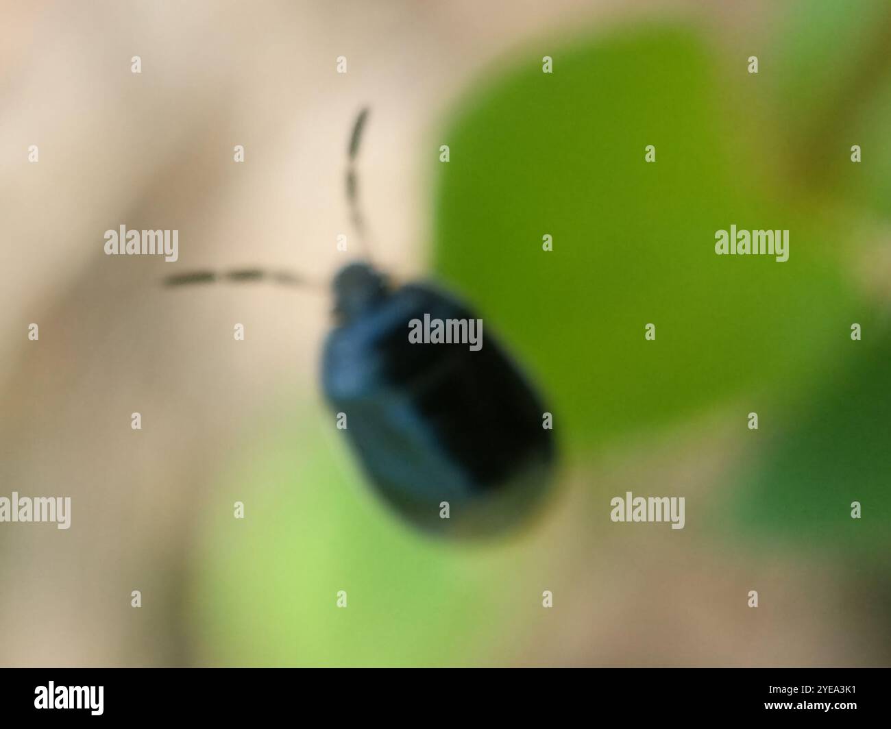 Sehirus cinctus hi-res stock photography and images - Alamy