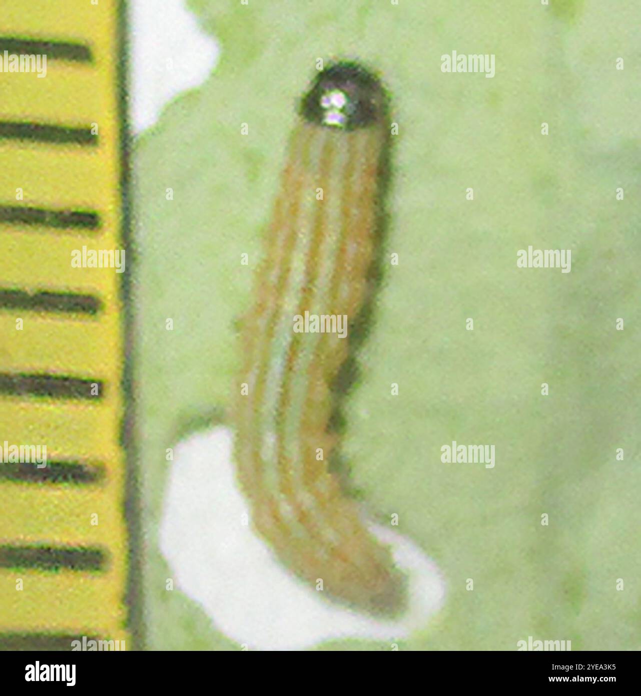 Old World Webworm (Hellula undalis Stock Photo - Alamy