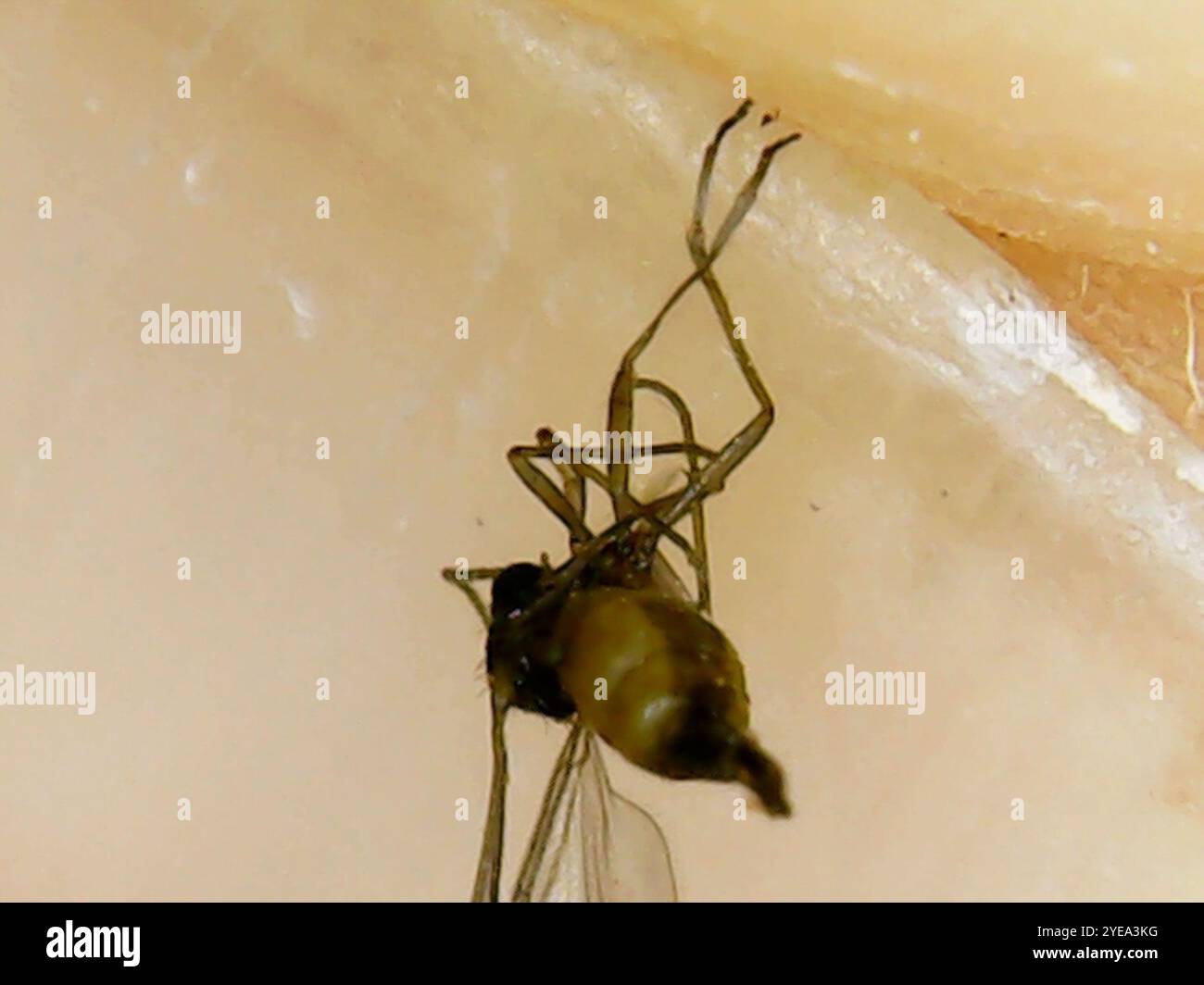 Dark-winged Fungus Gnats (Sciaridae Stock Photo - Alamy