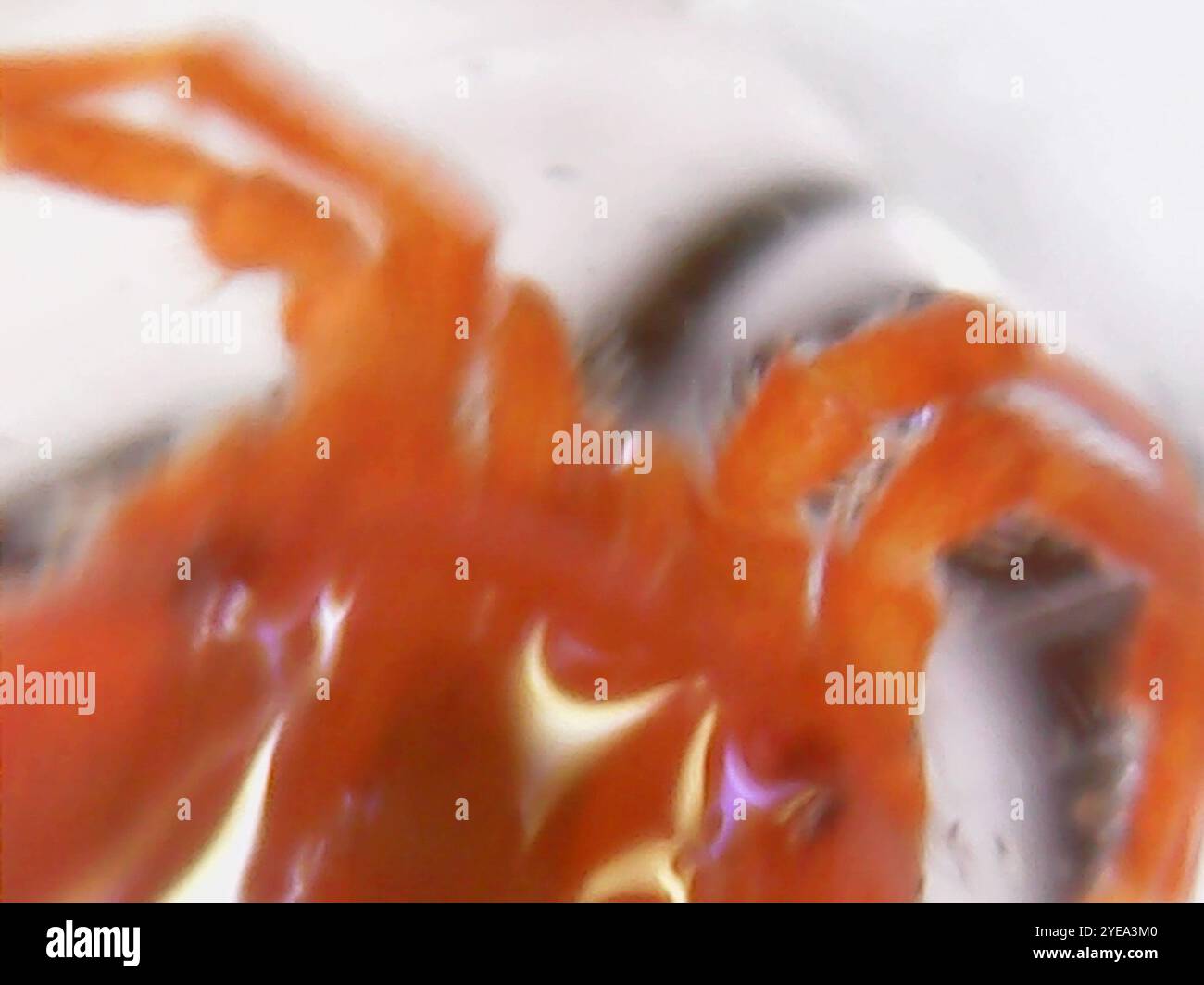 Hydrachnidia hi-res stock photography and images - Alamy