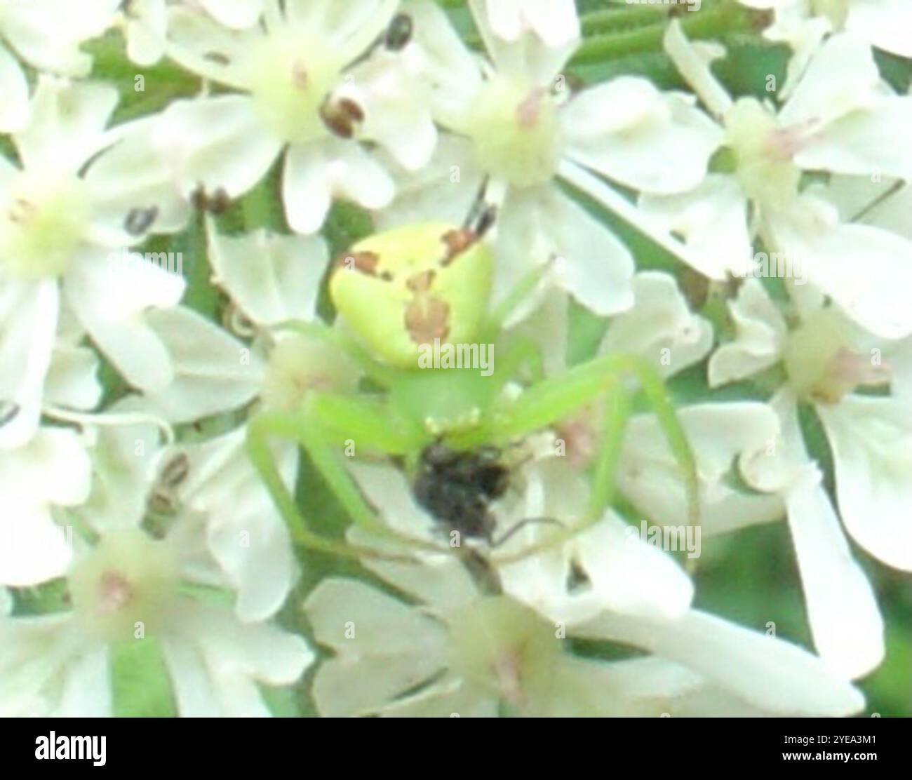 Triangle Crab Spider (Ebrechtella tricuspidata Stock Photo - Alamy