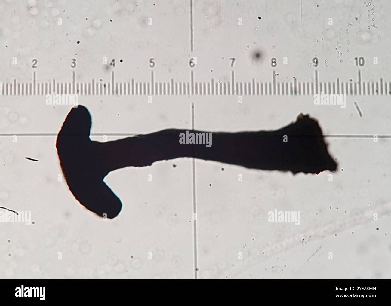 Snag Pin (Mycocalicium subtile Stock Photo - Alamy