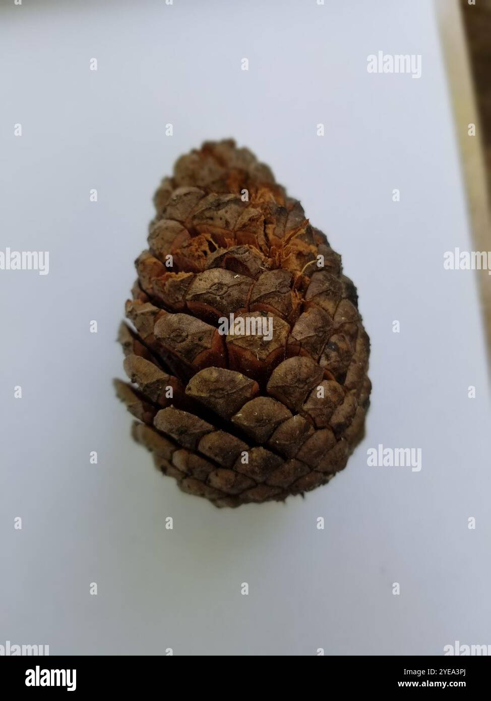 pond pine (Pinus serotina Stock Photo - Alamy