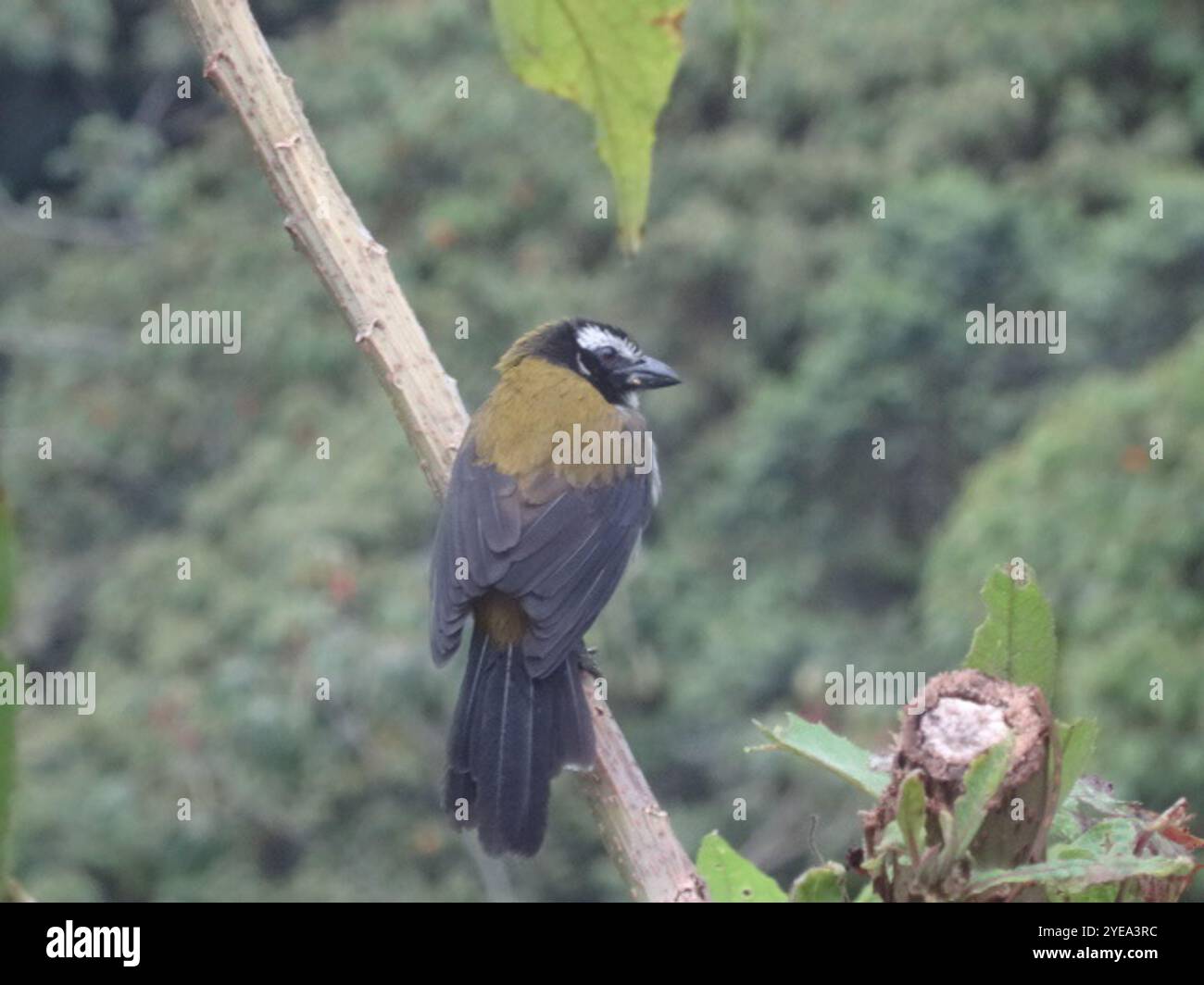 Black-winged Saltator (Saltator atripennis Stock Photo - Alamy