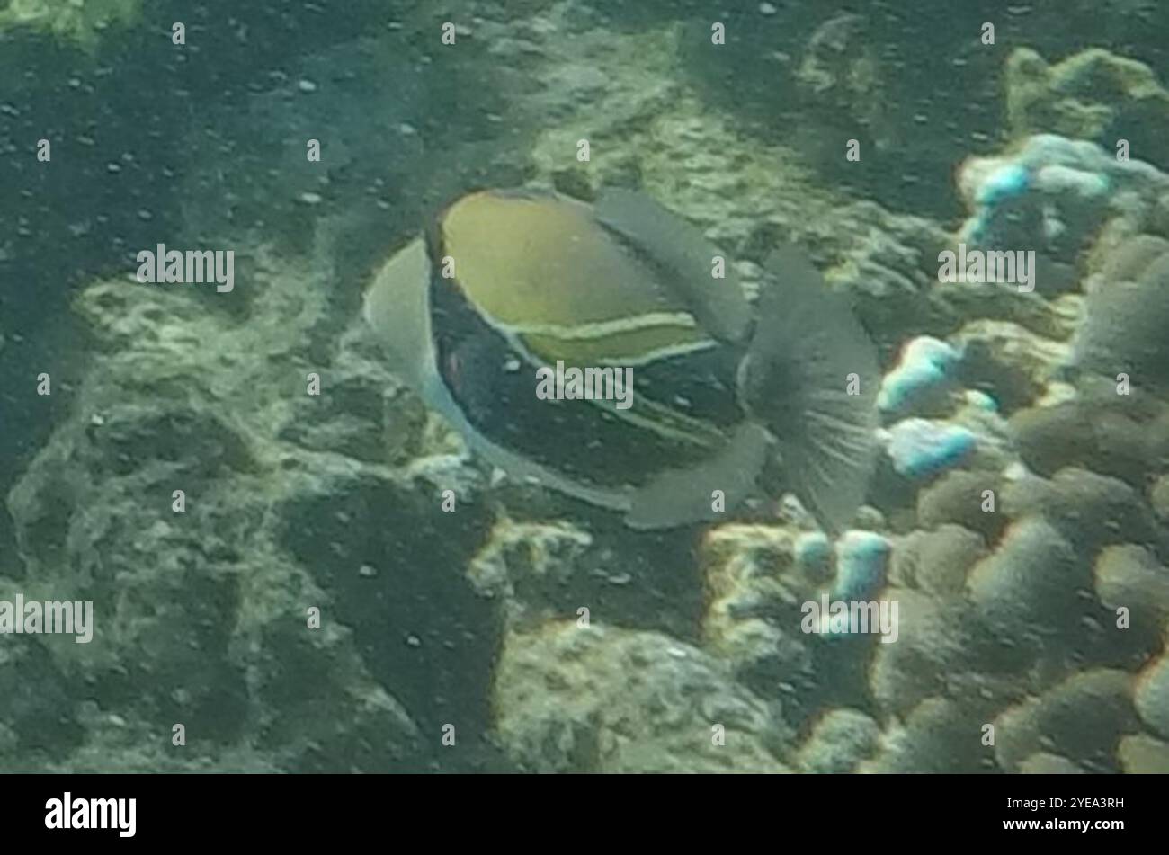 Wedgetail Triggerfish (Rhinecanthus rectangulus Stock Photo - Alamy