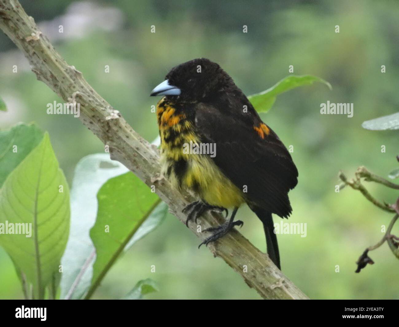 Flame-rumped Tanager (Ramphocelus flammigerus Stock Photo - Alamy