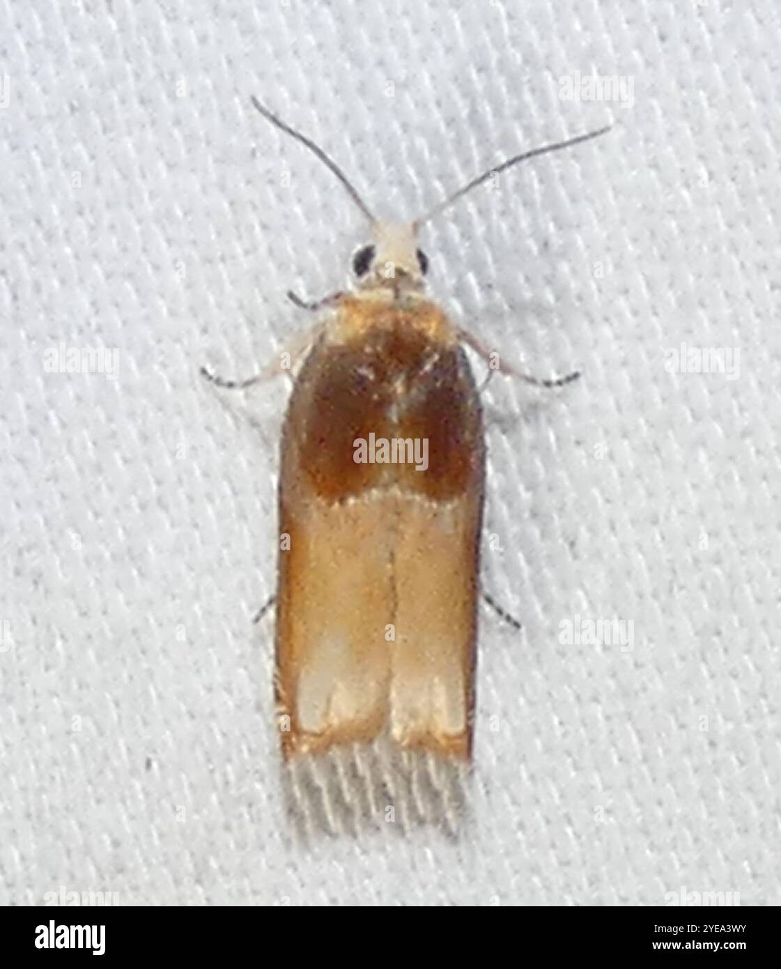Two-toned Ancylis Moth (Ancylis divisana Stock Photo - Alamy
