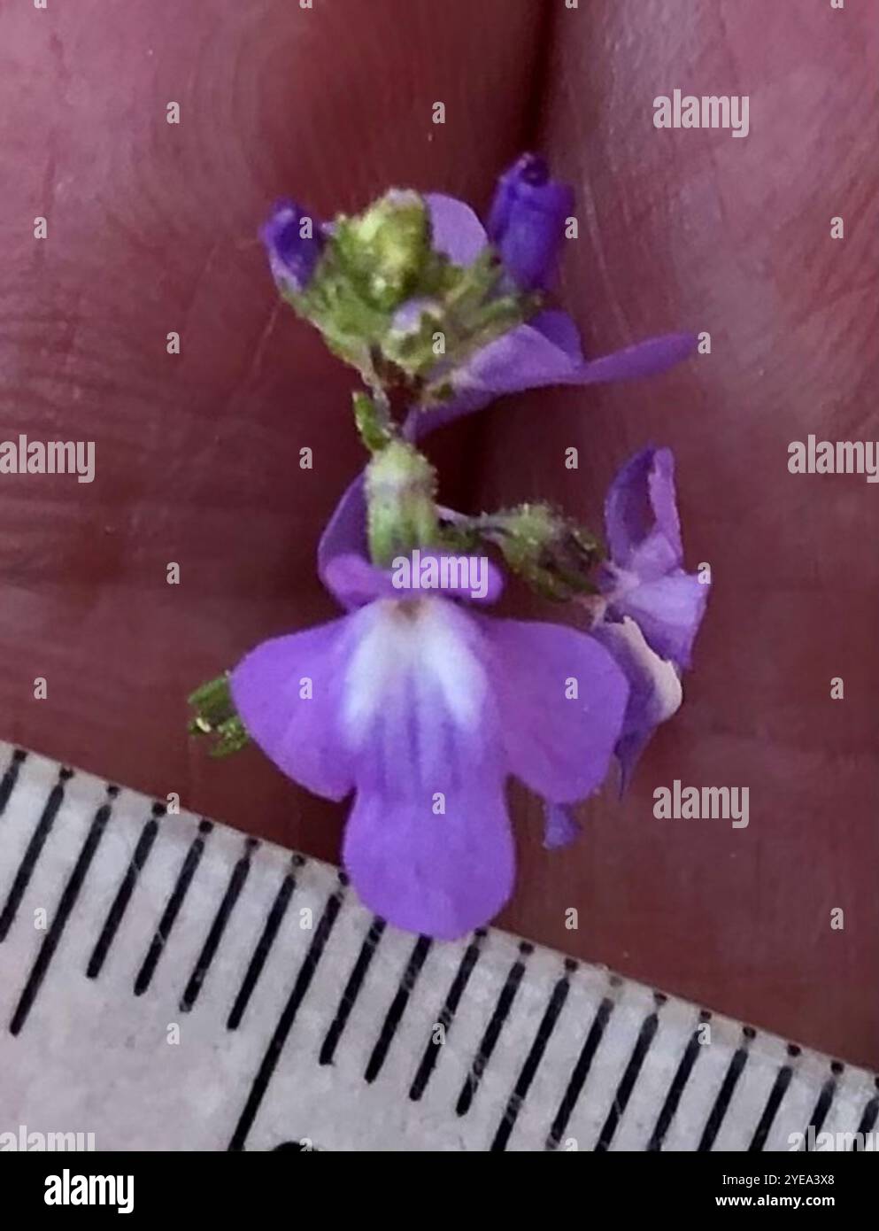 blue toadflax (Nuttallanthus canadensis Stock Photo - Alamy