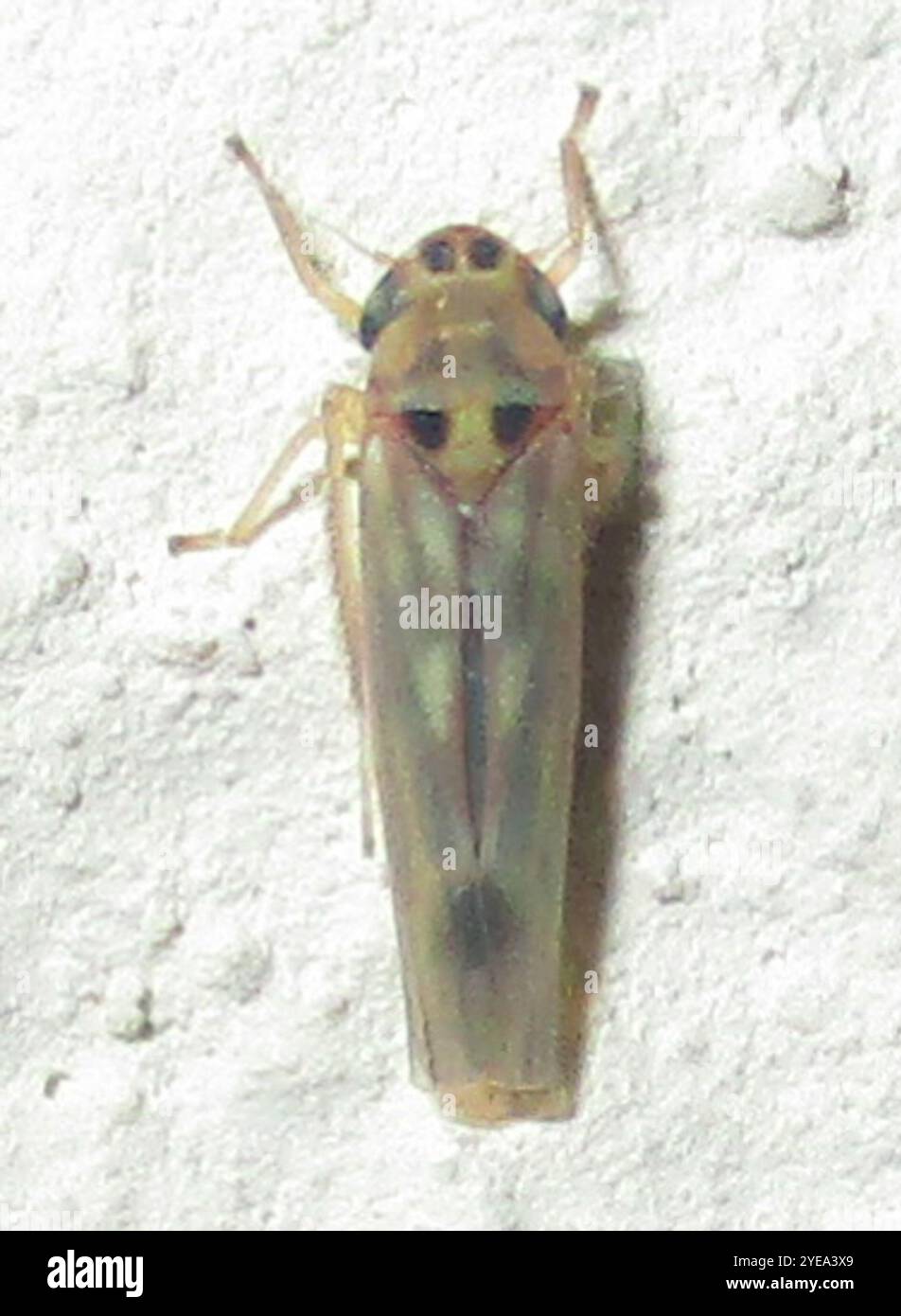 Typical Leafhoppers (Cicadellidae Stock Photo - Alamy