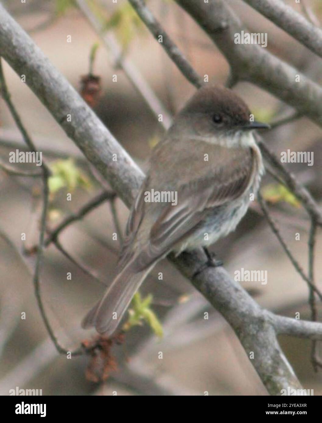 Eastern Phoebe (Sayornis phoebe Stock Photo - Alamy