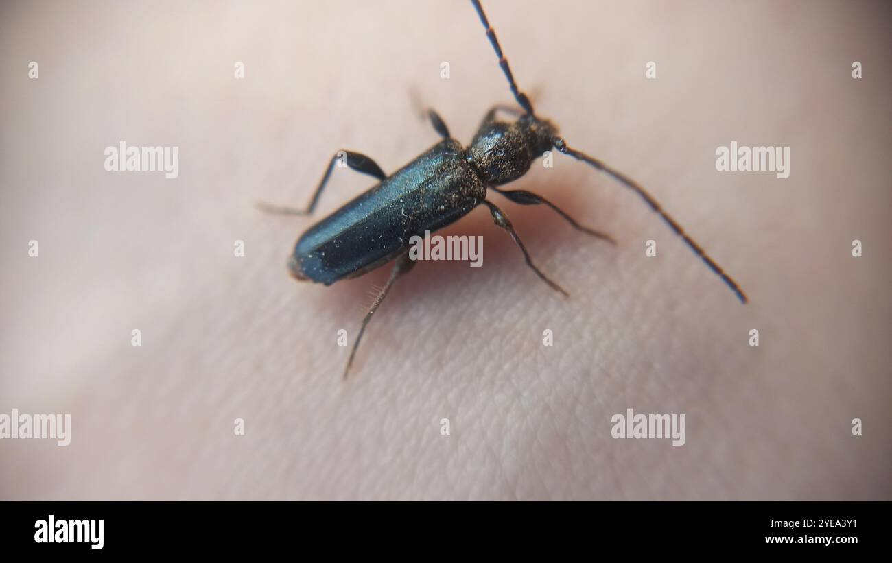 Tanbark Borer (Phymatodes testaceus Stock Photo - Alamy