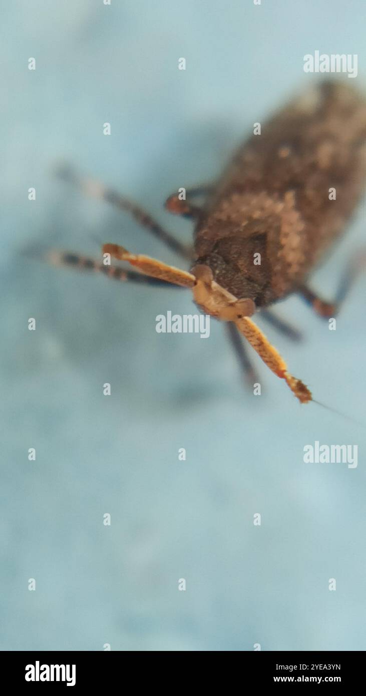 broadened planthopper (Asiraca clavicornis Stock Photo - Alamy