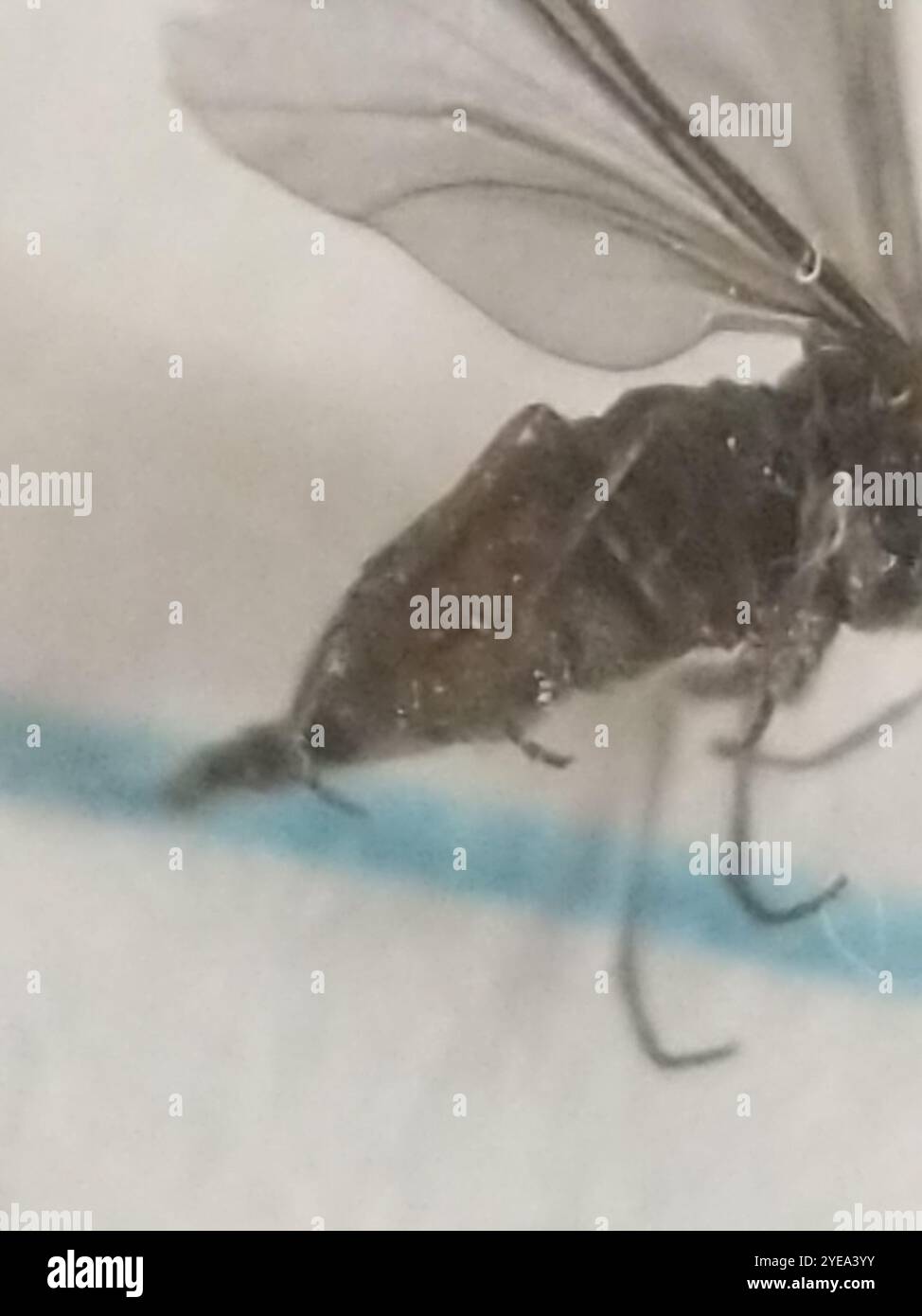 Winged and Once-winged Insects (Pterygota Stock Photo - Alamy