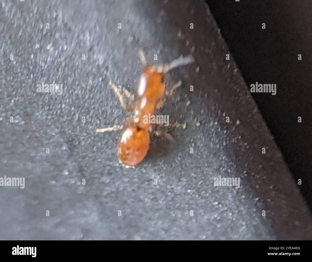Flat wasps (Bethylidae Stock Photo - Alamy