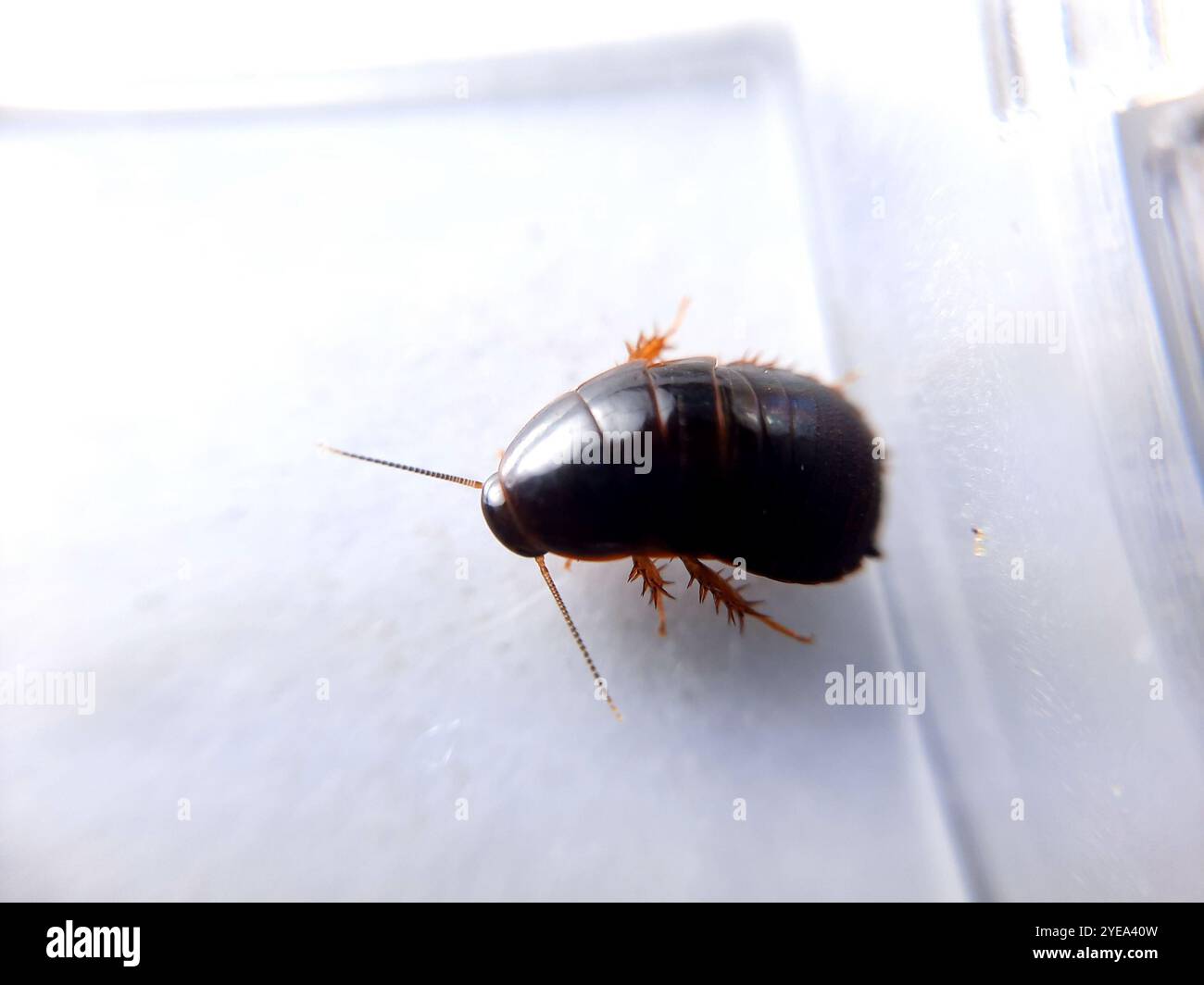 Giant Cockroaches (Blaberidae Stock Photo - Alamy