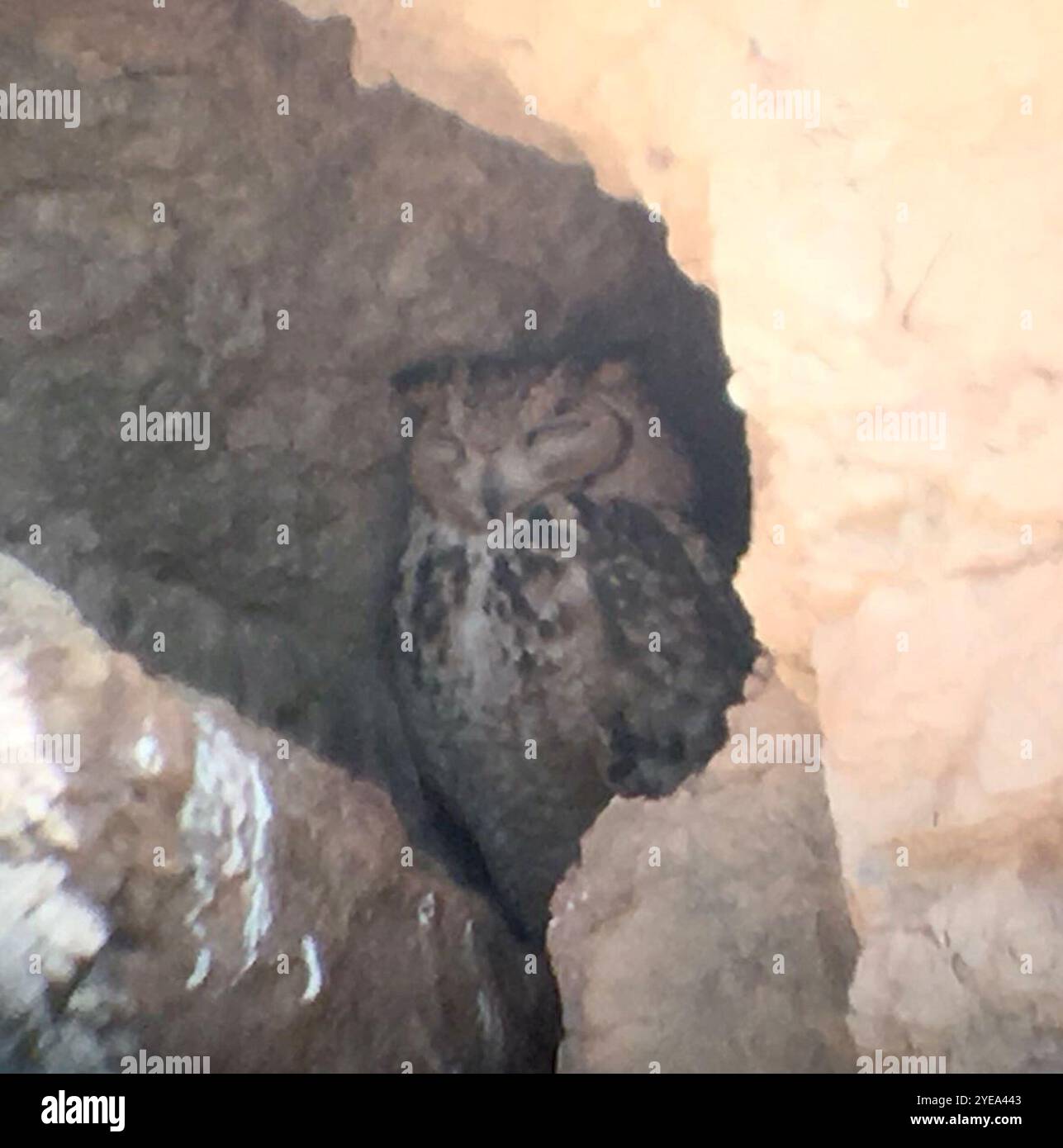Pharaoh Eagle-Owl (Bubo ascalaphus Stock Photo - Alamy