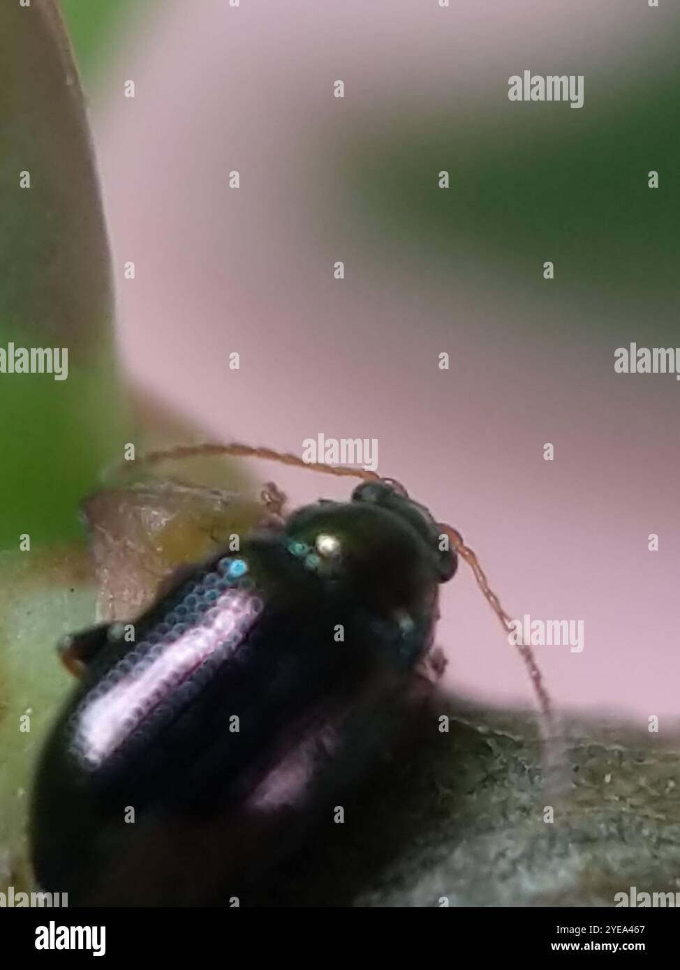 Violet Flea Beetle (Crepidodera violacea Stock Photo - Alamy