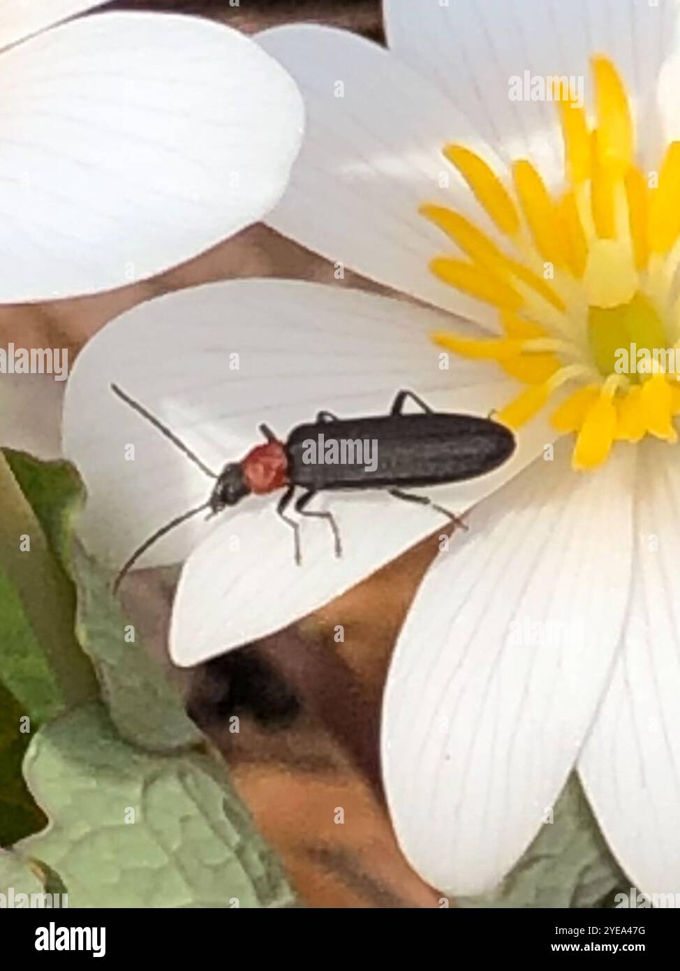 Red-necked False Blister Beetle (Ischnomera ruficollis Stock Photo - Alamy