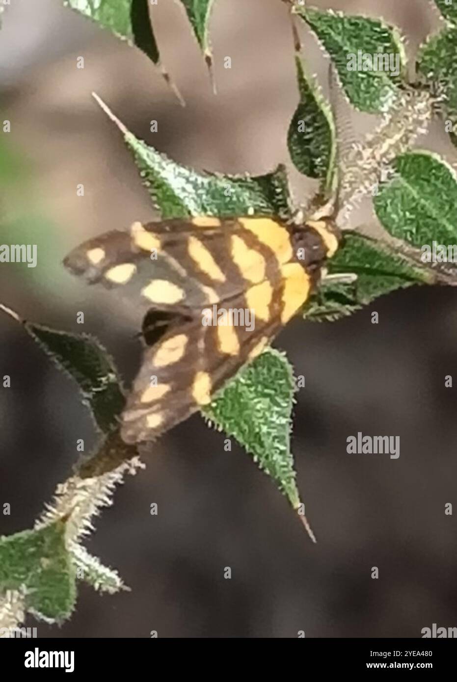 Lydia Lichen Moth (Asura lydia Stock Photo - Alamy