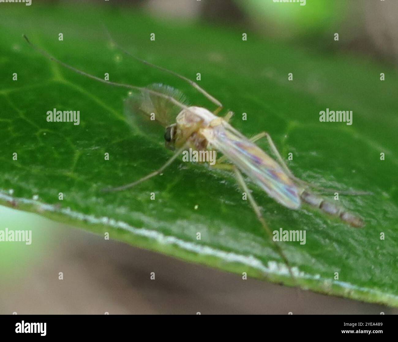 Chironomus zealandicus hi-res stock photography and images - Alamy