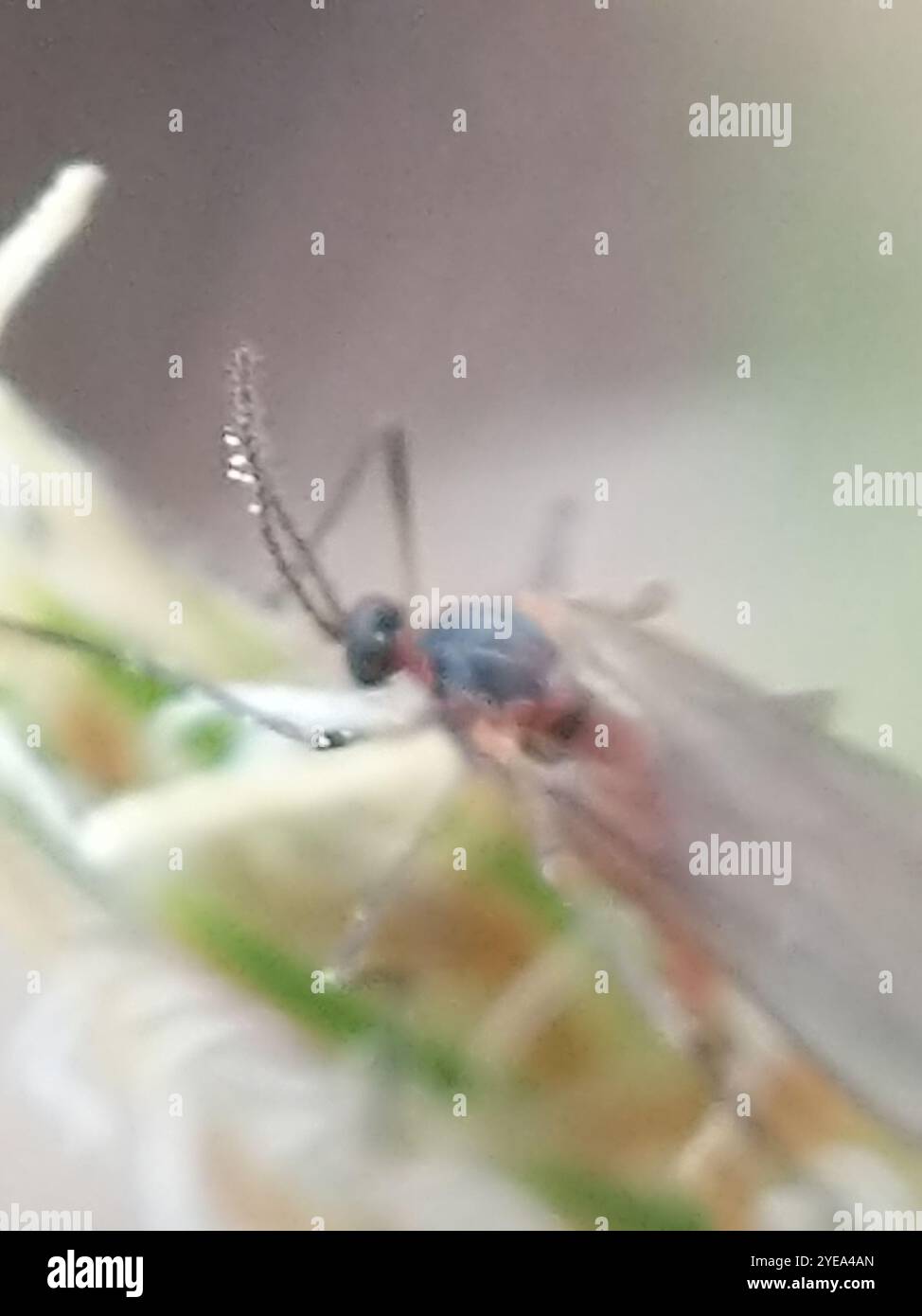 Fungus Gnats and Gall Midges (Sciaroidea Stock Photo - Alamy